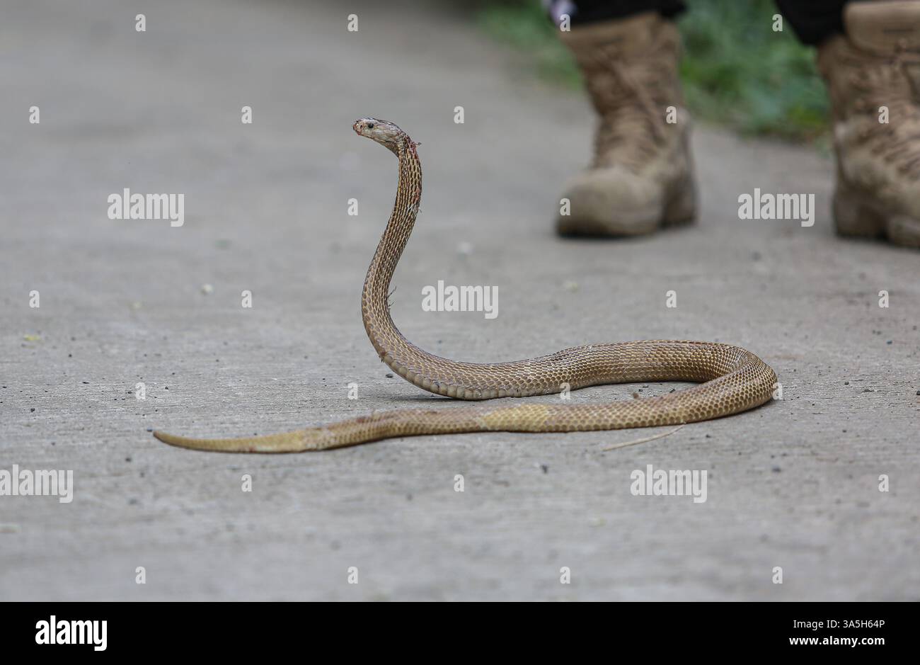 Laguna, Philippines. March 23, 2025. Capture & rescue of a Philippine ...