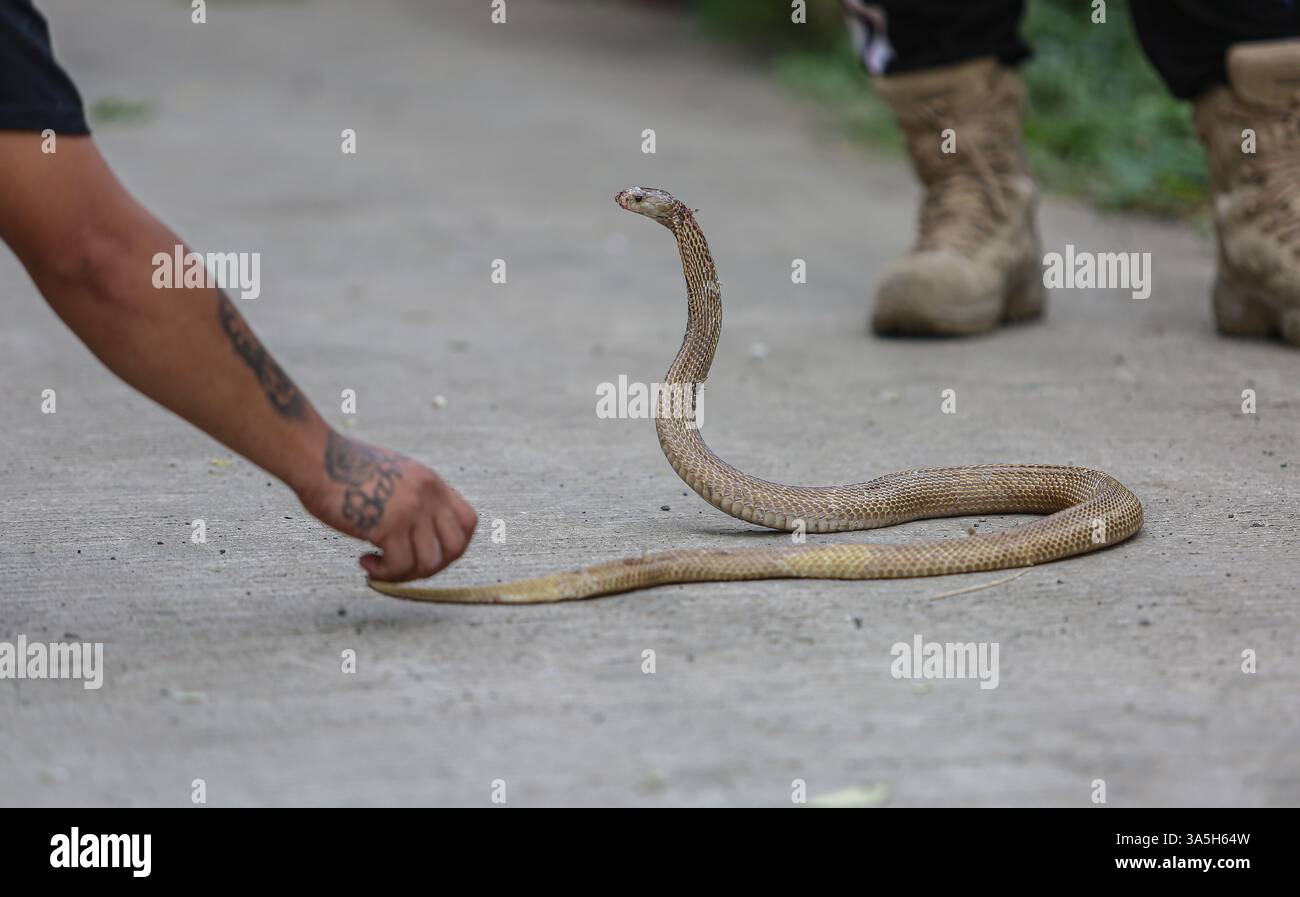 Laguna, Philippines. March 23, 2025. Capture & rescue of a Philippine ...