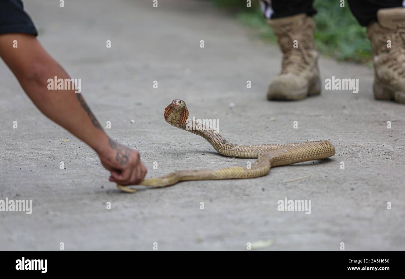 Philippine cobra naja philippinensis hi-res stock photography and ...
