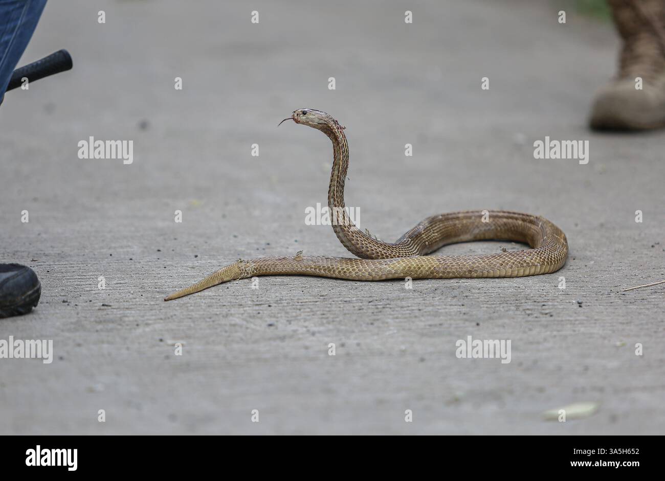 Laguna, Philippines. March 23, 2025. Capture & rescue of a Philippine ...