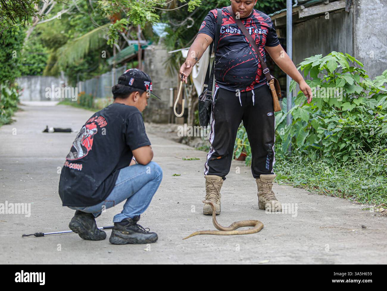 Laguna, Philippines. March 23, 2025. Capture & rescue of a Philippine ...