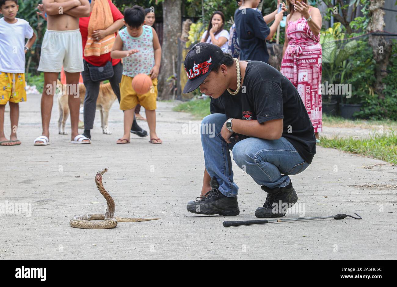 Laguna, Philippines. March 23, 2025. Capture & rescue of a Philippine cobra (Naja philippinensis ...
