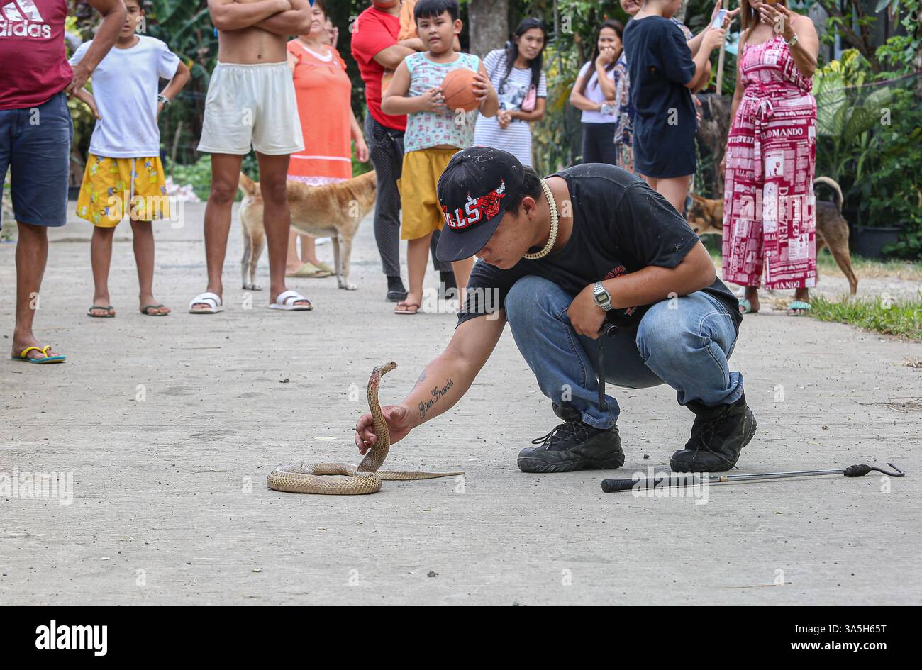 Philippine cobra naja philippinensis hi-res stock photography and ...
