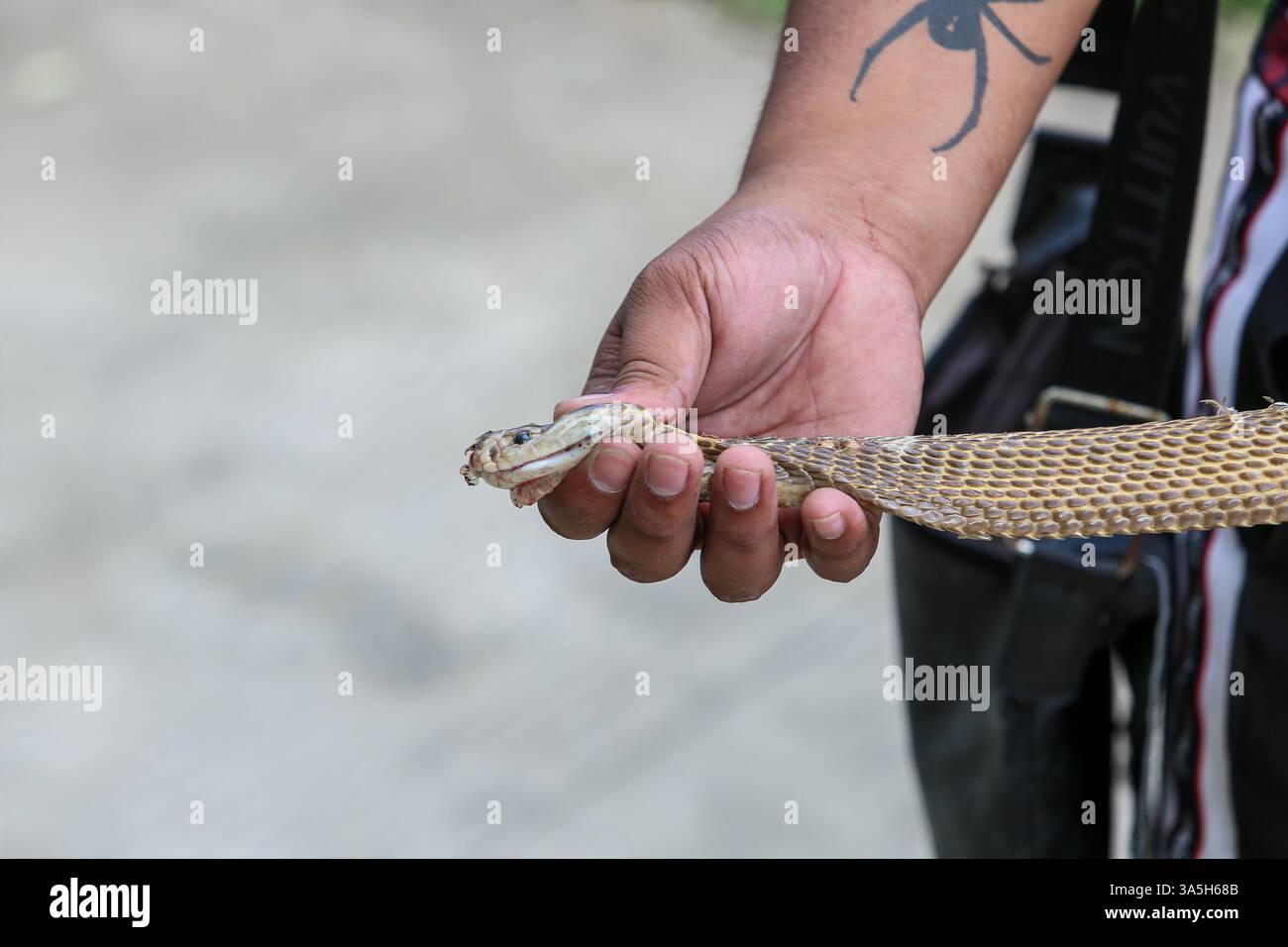 Philippine cobra naja philippinensis hi-res stock photography and ...