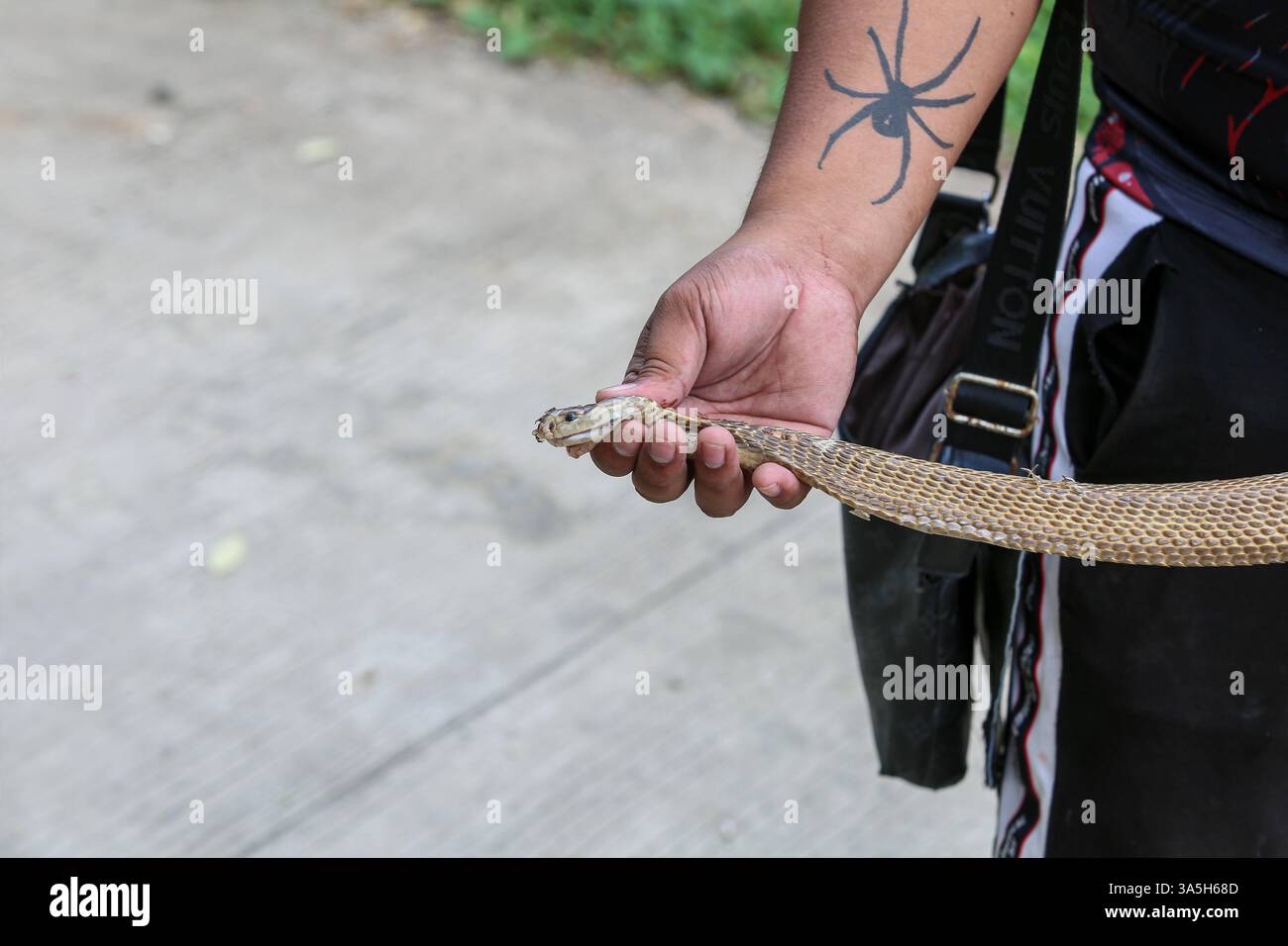 Philippine cobra naja philippinensis hi-res stock photography and ...