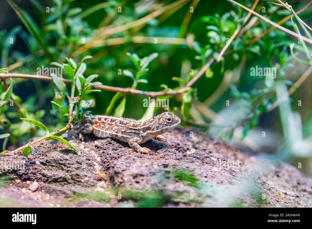 Victorian grassland earless dragon (Tympanocryptis pinguicolla) is a ...