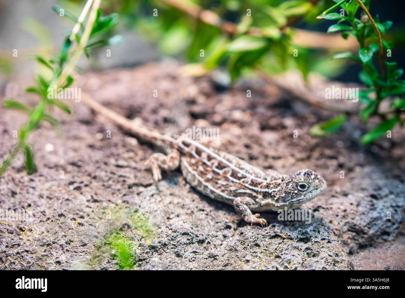 Victorian grassland earless dragon (Tympanocryptis pinguicolla) is a ...