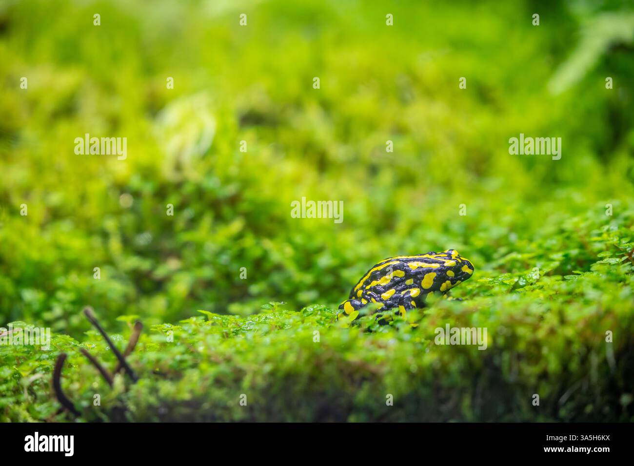 the closeup image of Southern Corroboree Frog (Pseudophryne corroboree ...