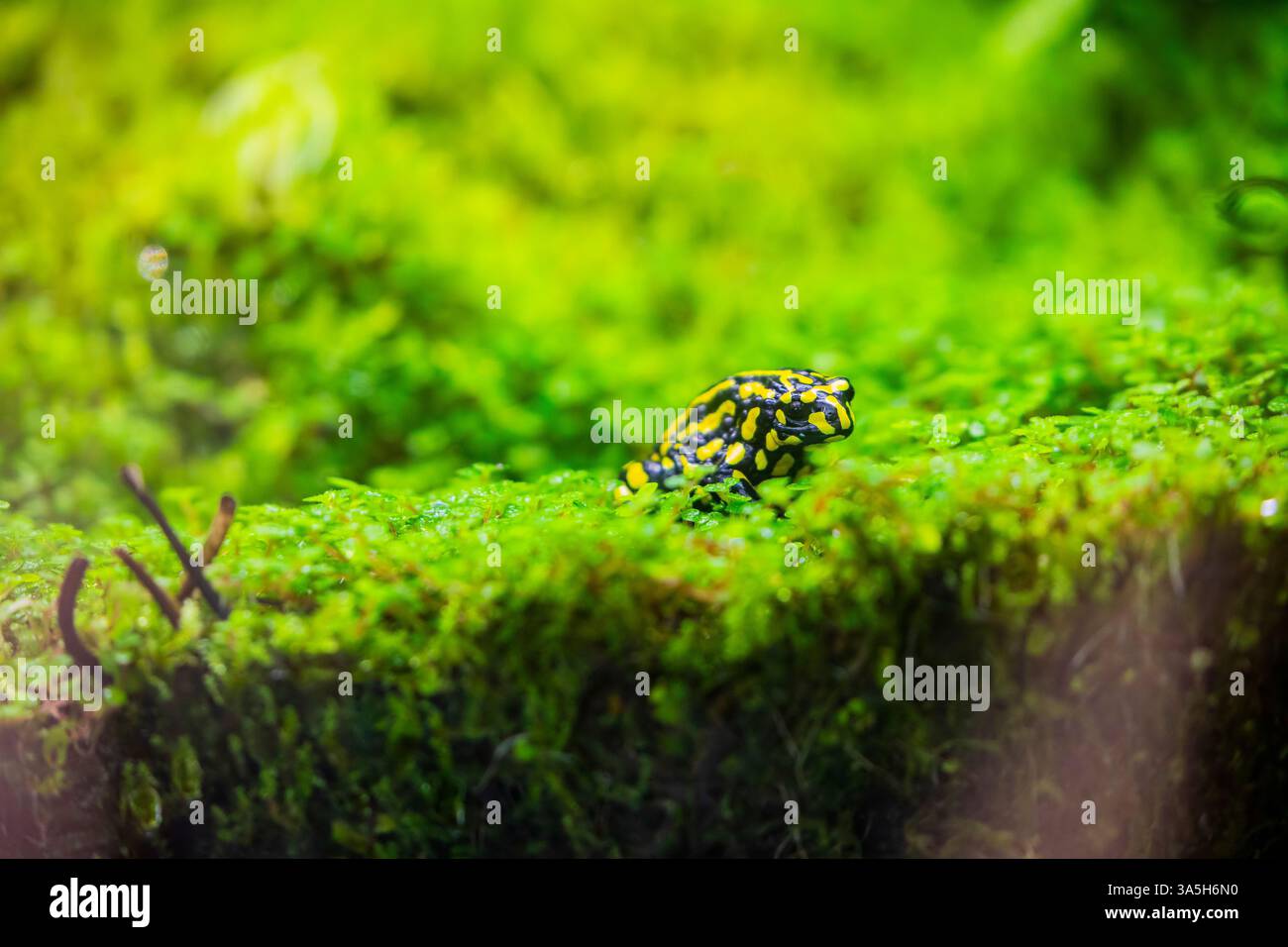 Australian ground frog hi-res stock photography and images - Alamy