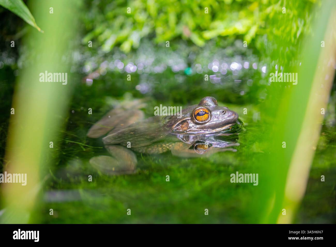 The southern bell frog (Litoria raniformis) in the water. It is a ...