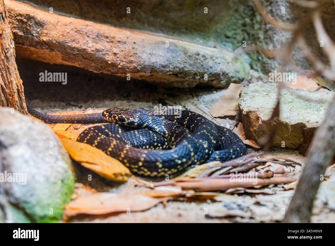 The broad-headed snake (Hoplocephalus bungaroides) is a species of ...
