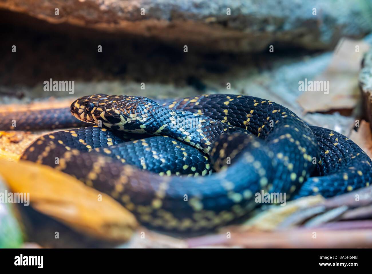 The broad-headed snake (Hoplocephalus bungaroides) is a species of ...