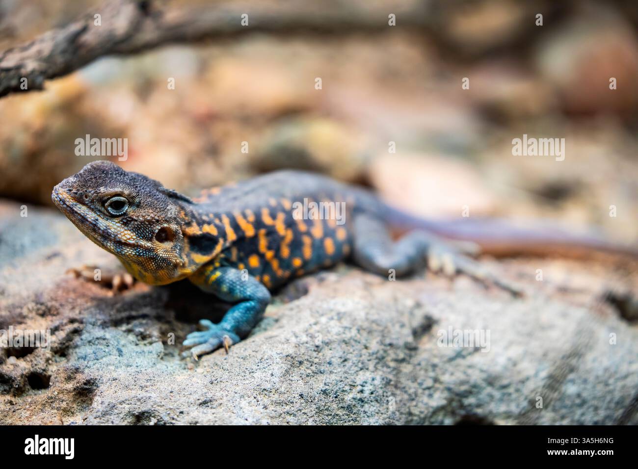 red-barred dragon (Ctenophorus vadnappa) is a species of agamid lizard ...