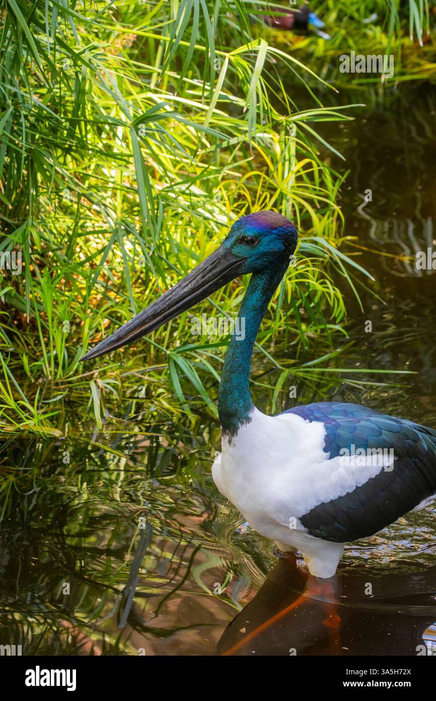 The black-necked stork (Ephippiorhynchus asiaticus) is a tall long ...