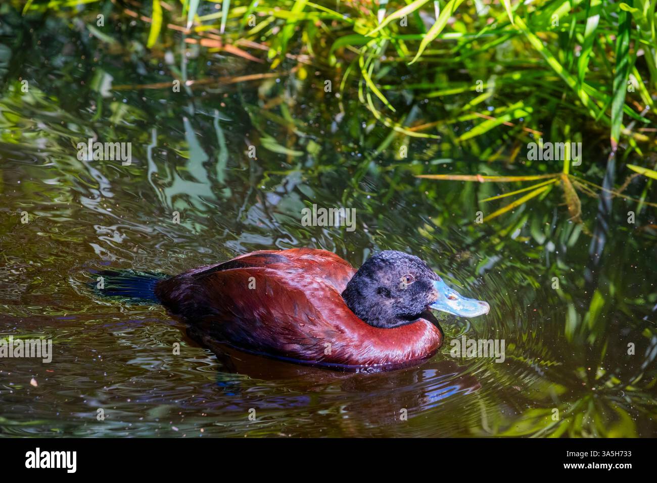 The blue-billed duck (Oxyura australis) is a small Australian stiff ...