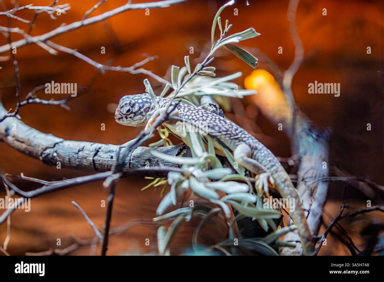 Central Netted Dragon (Ctenophorus nuchalis) is a small lizard native ...