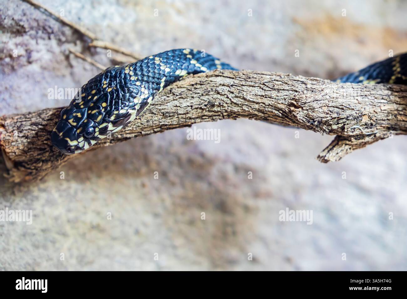 The broad-headed snake (Hoplocephalus bungaroides) is a species of ...