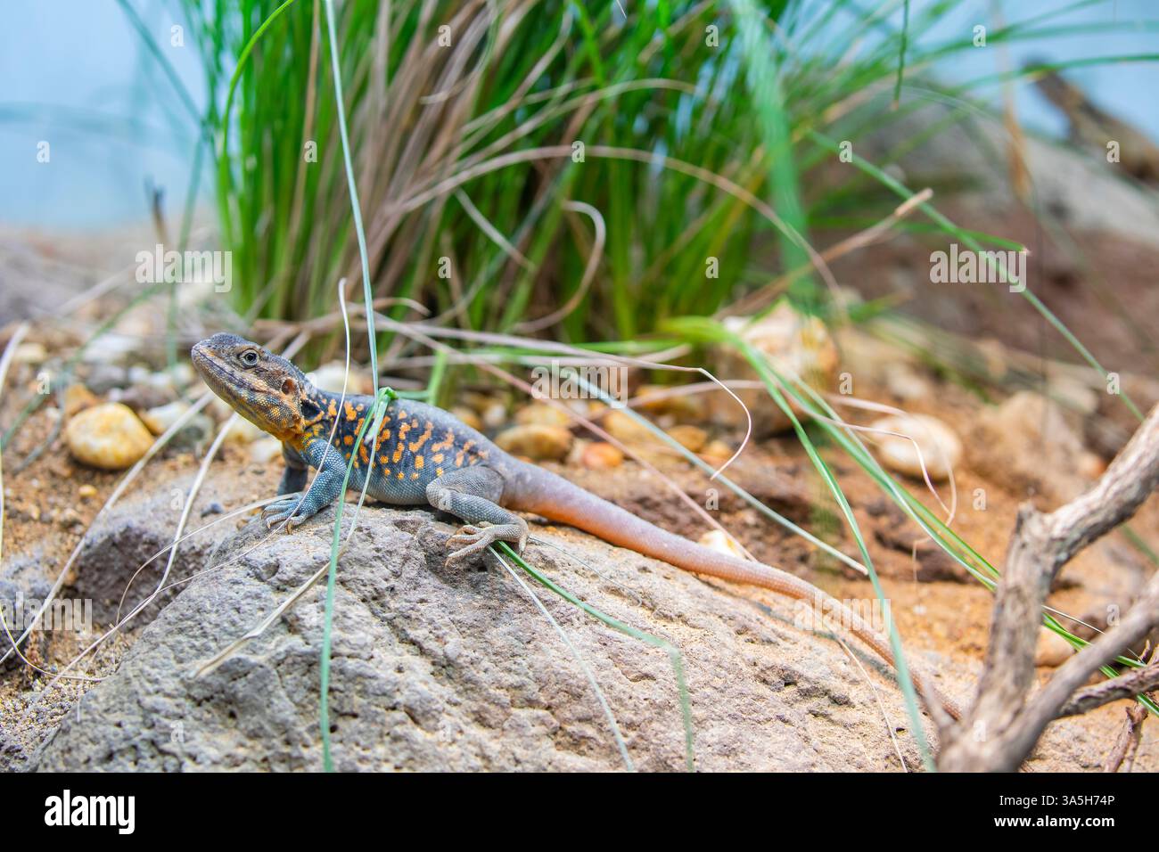 red-barred dragon (Ctenophorus vadnappa) is a species of agamid lizard ...