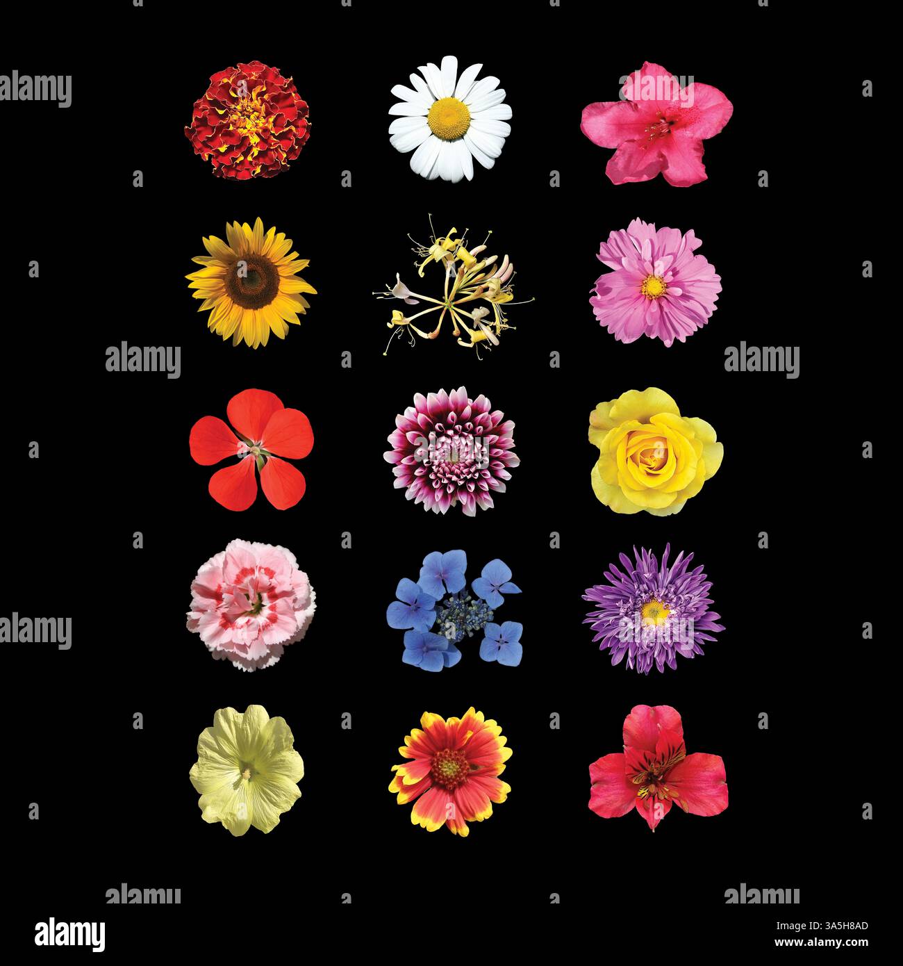 Mixture of flower heads against a black background, abstract rose ...