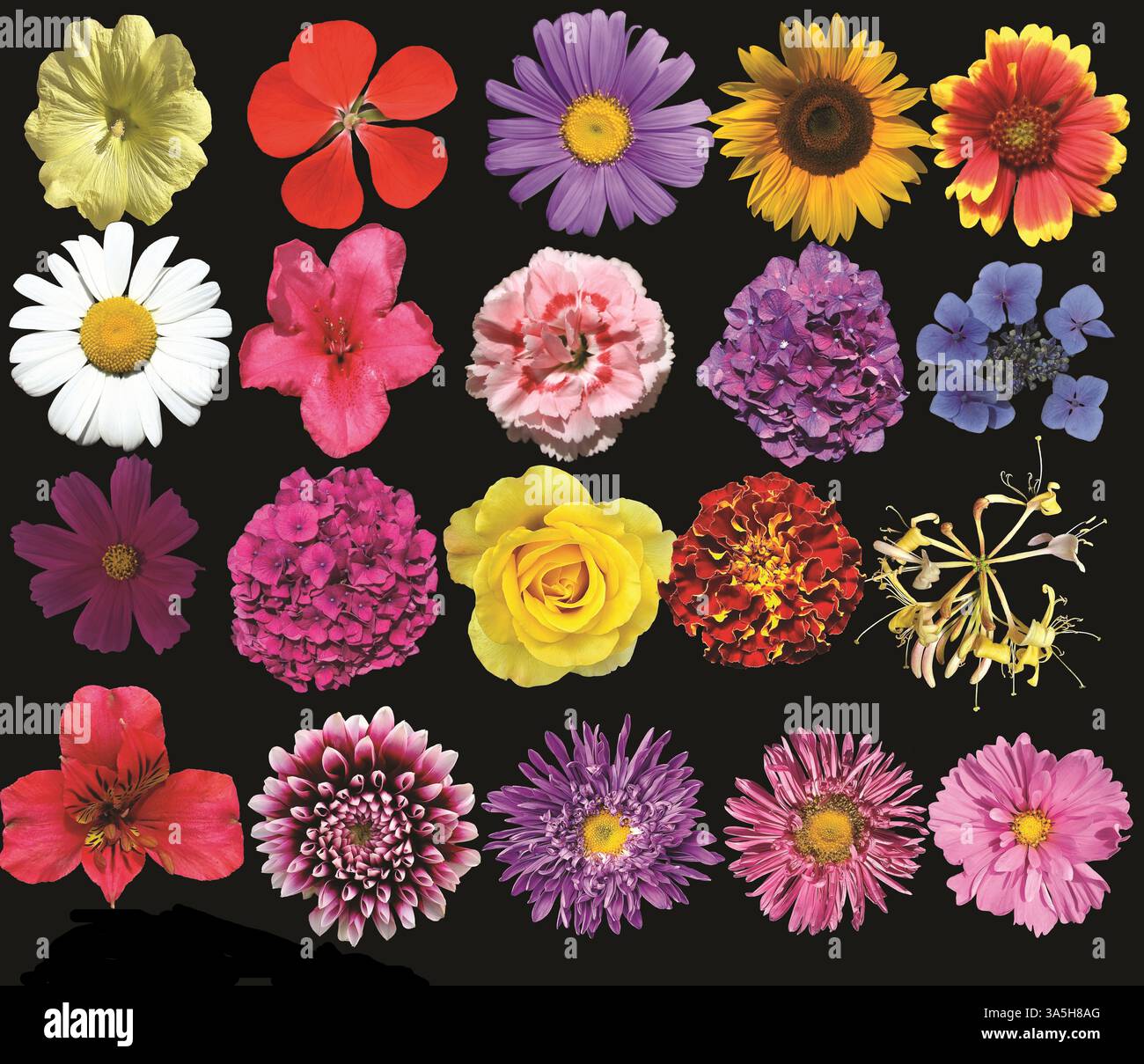 Mixture of flower heads against a black background, abstract rose ...
