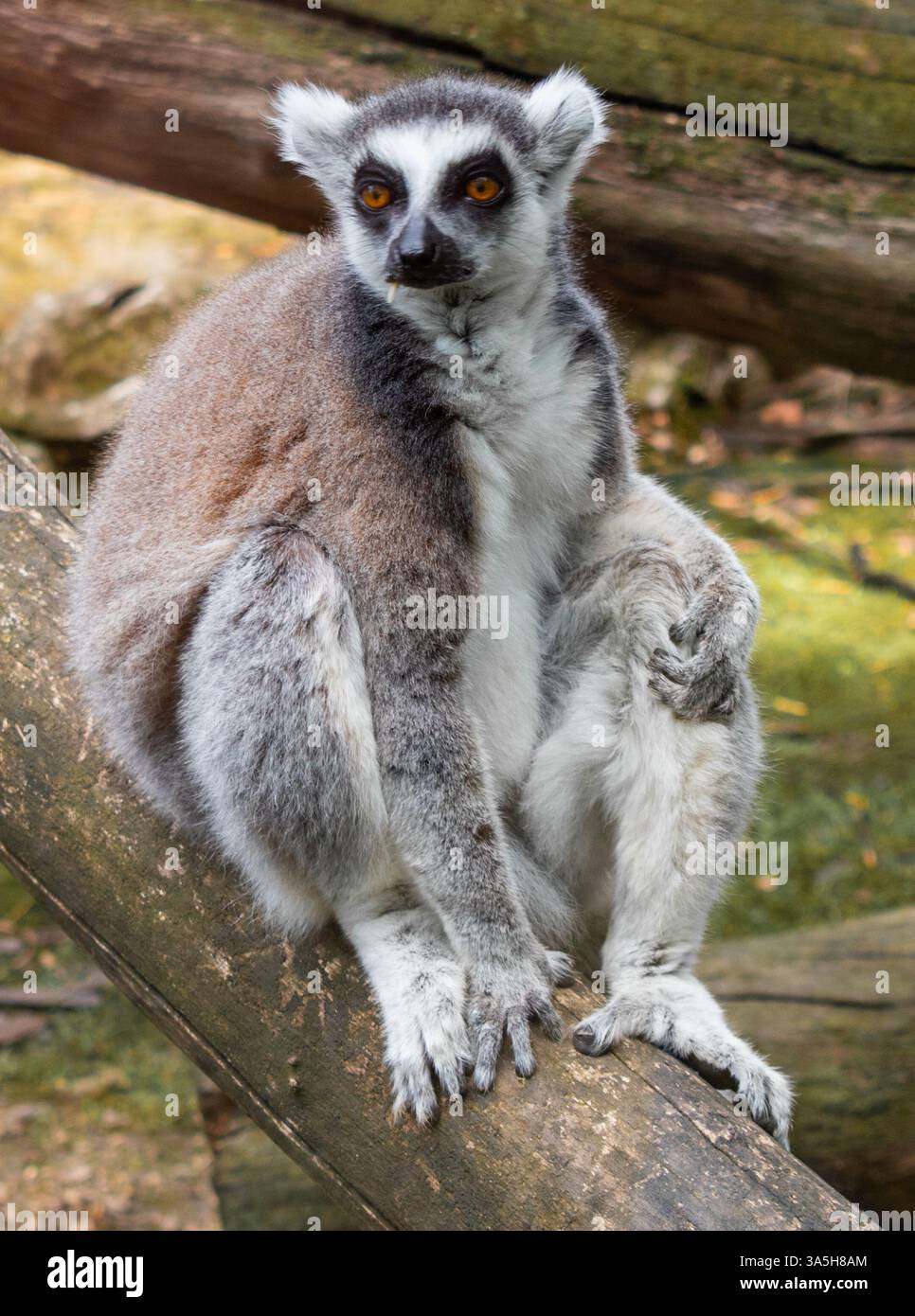 lemur sitting on a tree, close-up photo Stock Photo - Alamy