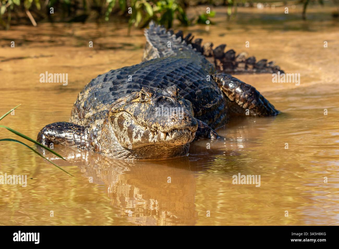 Caiman laying down looking at the camera in the shallows of the Cuiaba ...