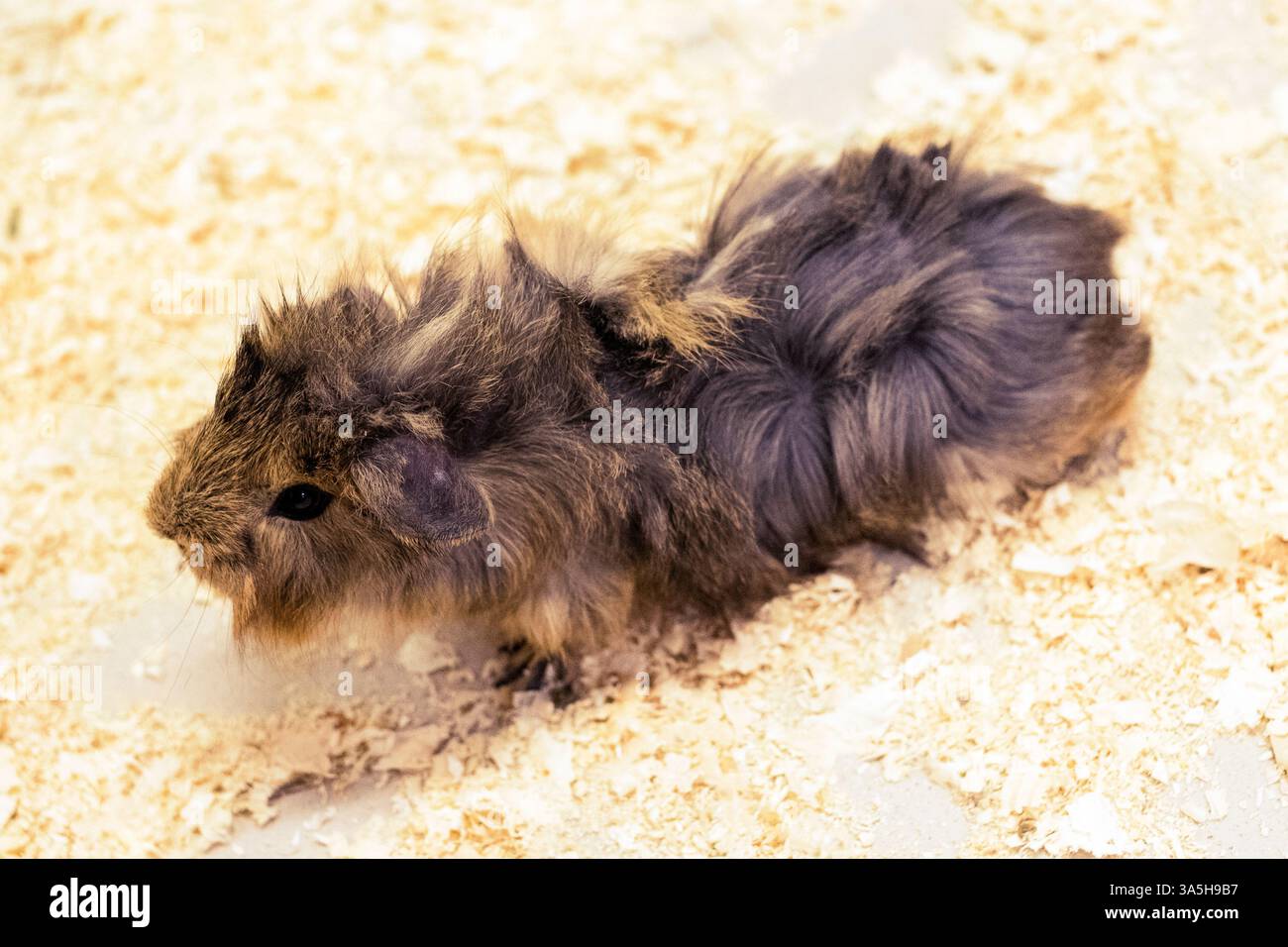 Adorable guinea pig covered hay hi-res stock photography and images - Alamy