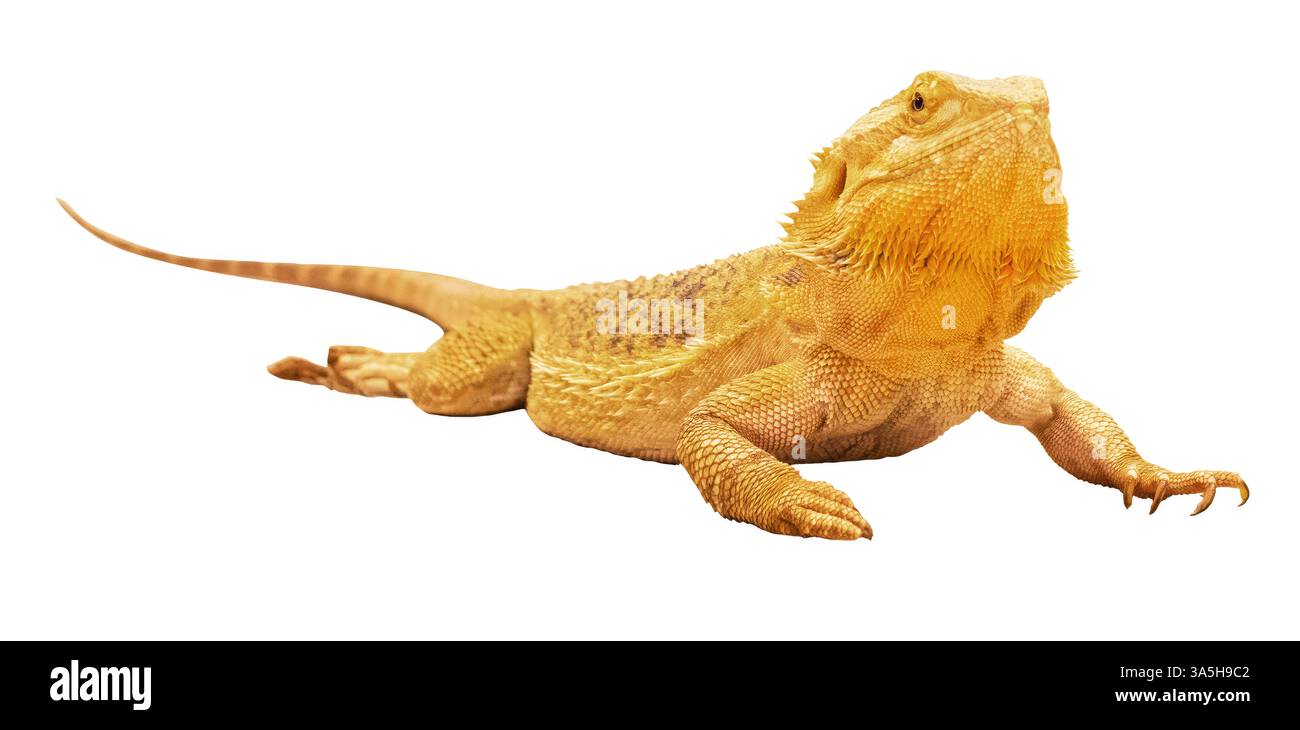 Bearded dragon basking under bright light in a terrarium during midday ...