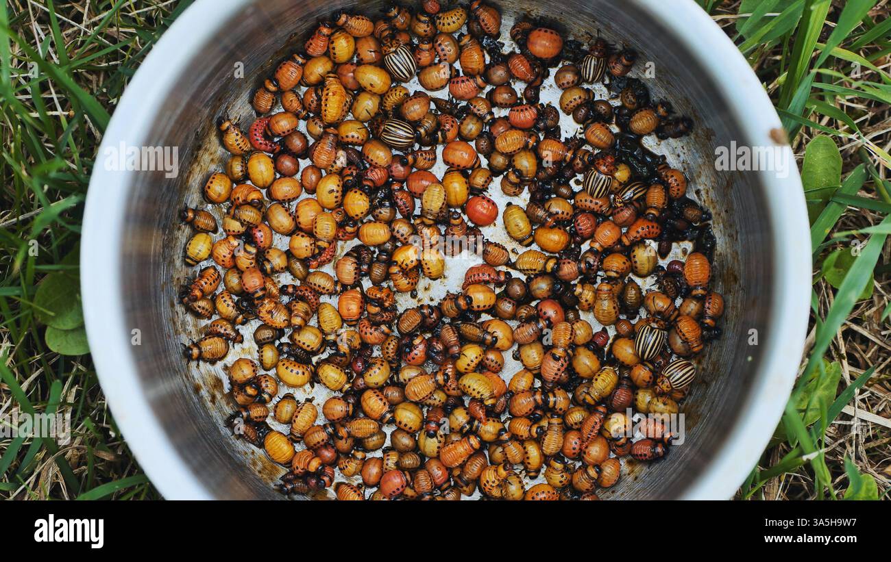 Colorado potato beetle larvae and adults gathered in metal container ...