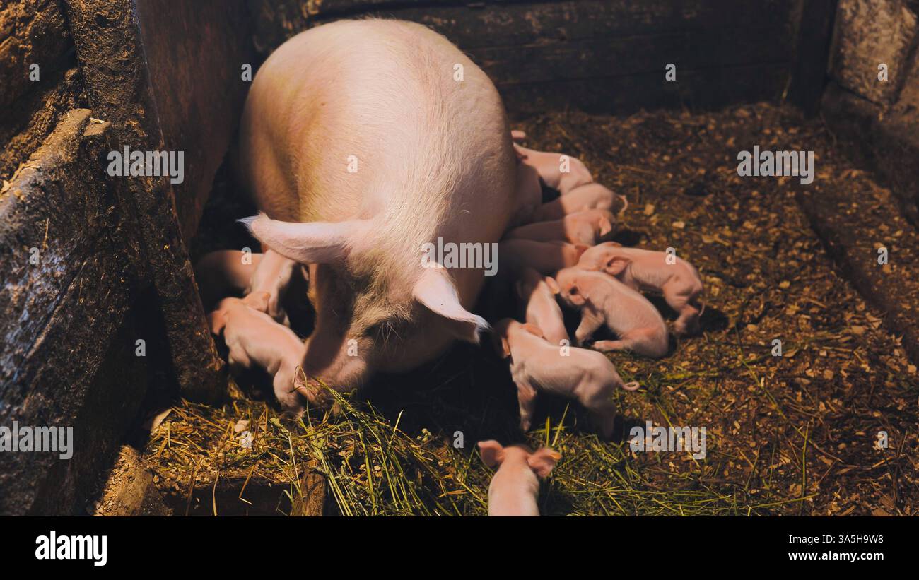 Piglets feeding from mother pig in a farm Stock Photo - Alamy