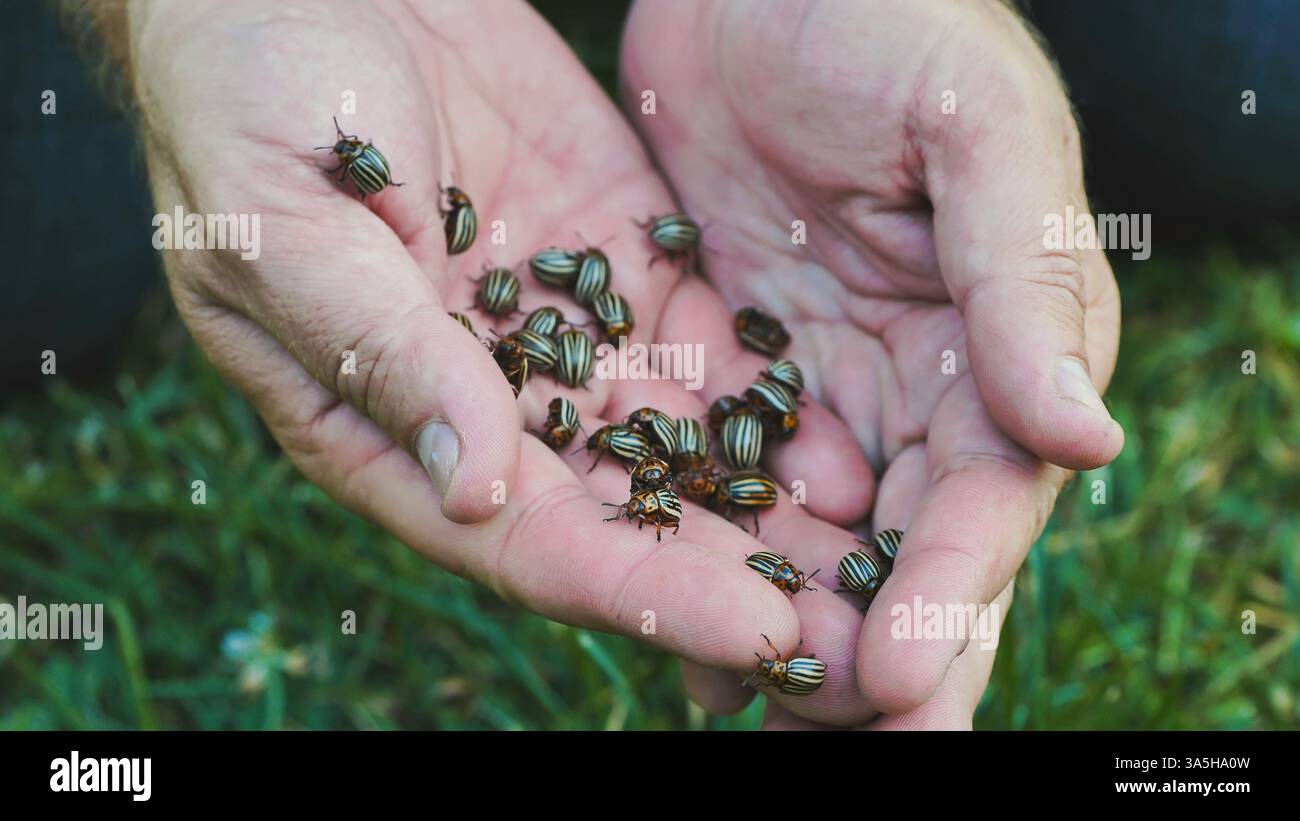 Farmer holding Colorado potato beetles in his hands, facing an ...