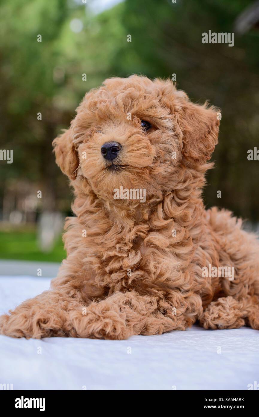 Cute brown color poodle puppy outside Stock Photo - Alamy