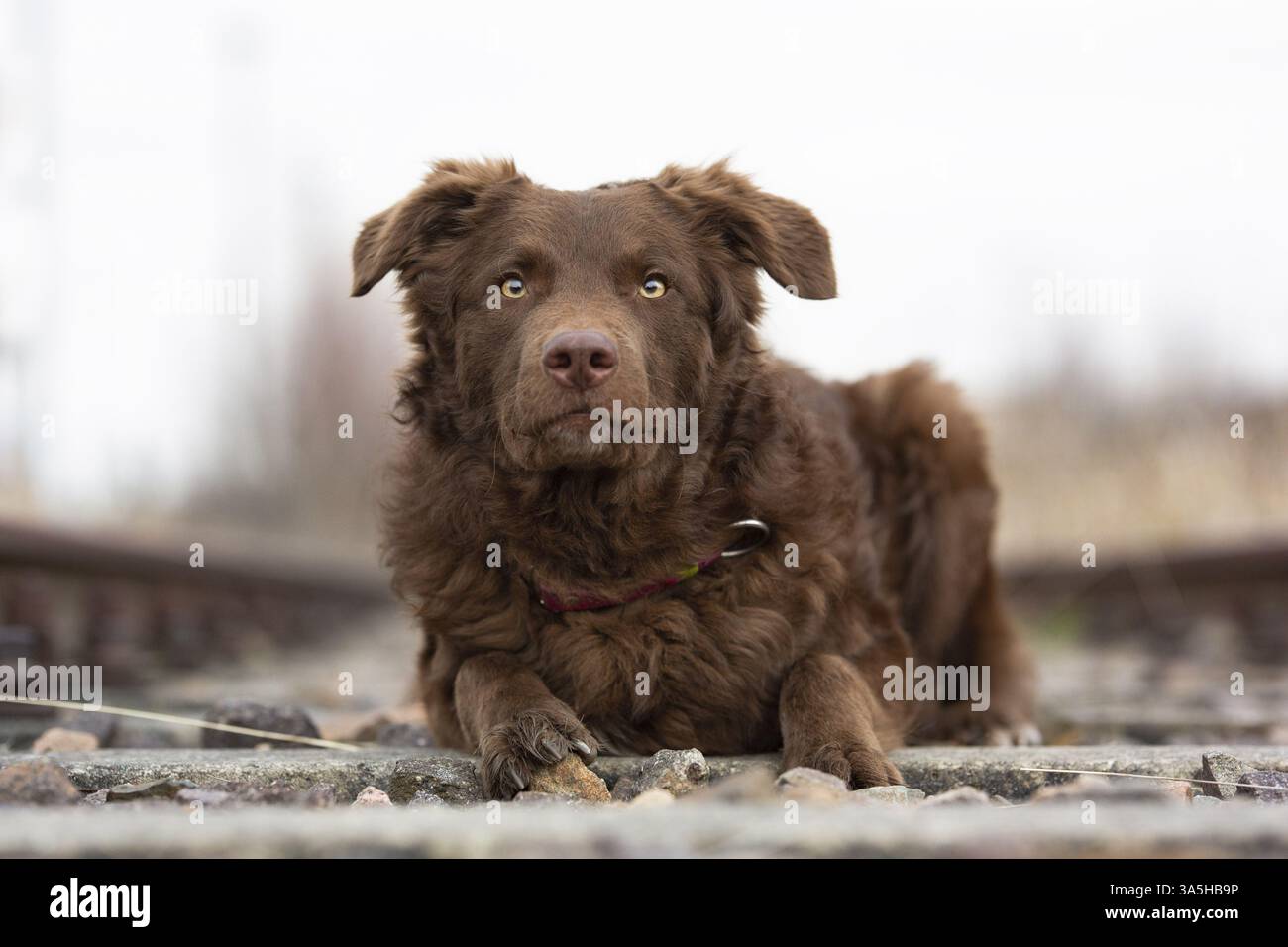 Old German Herding Shepherd southern kind Stock Photo - Alamy