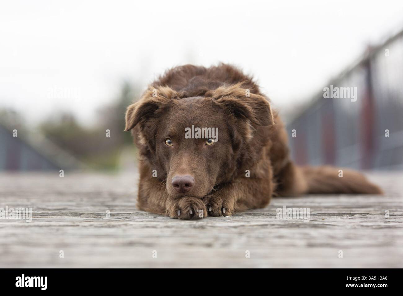 Tired german shepherd hi-res stock photography and images - Alamy