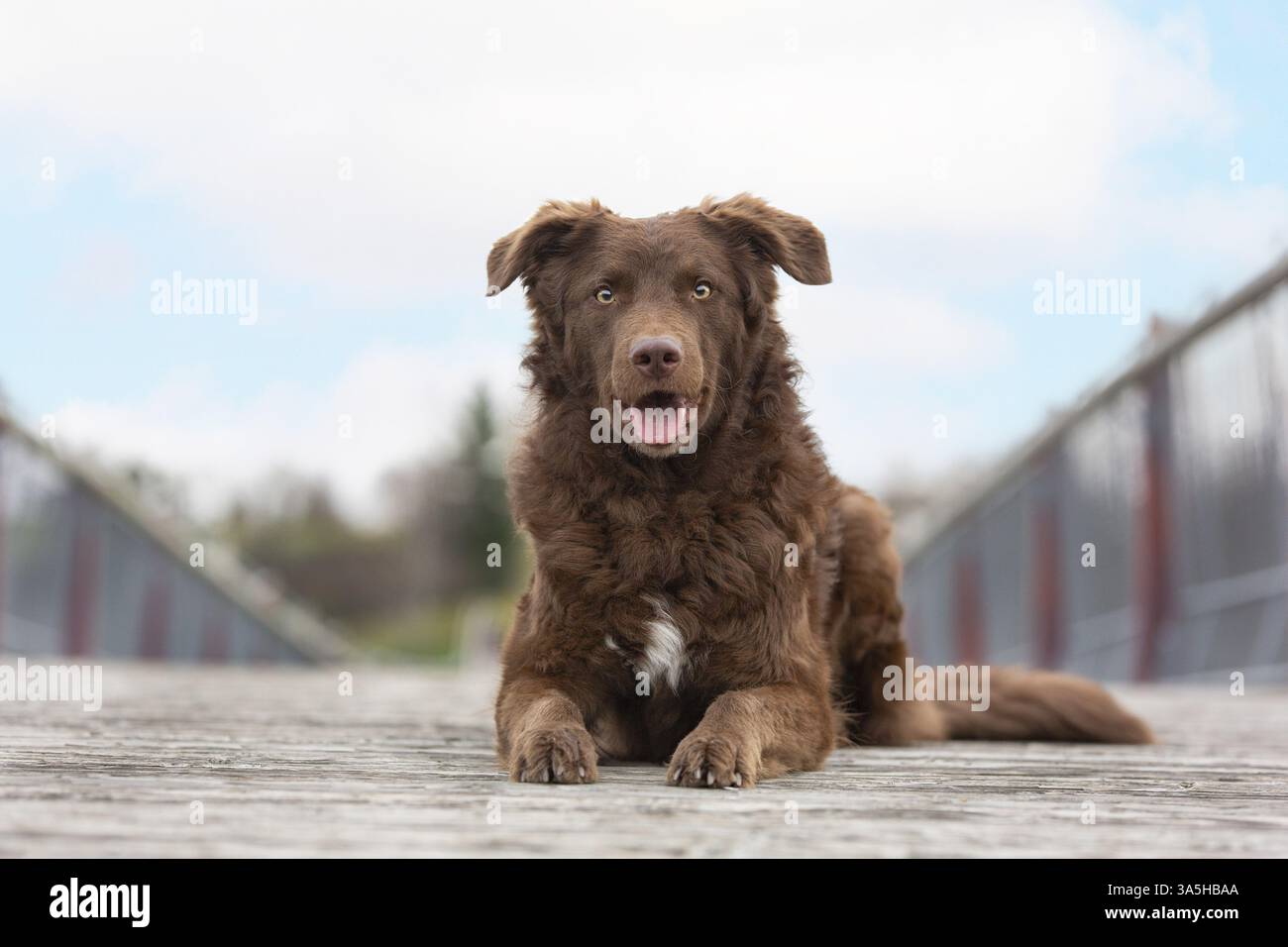 Old German Herding Shepherd southern kind Stock Photo - Alamy