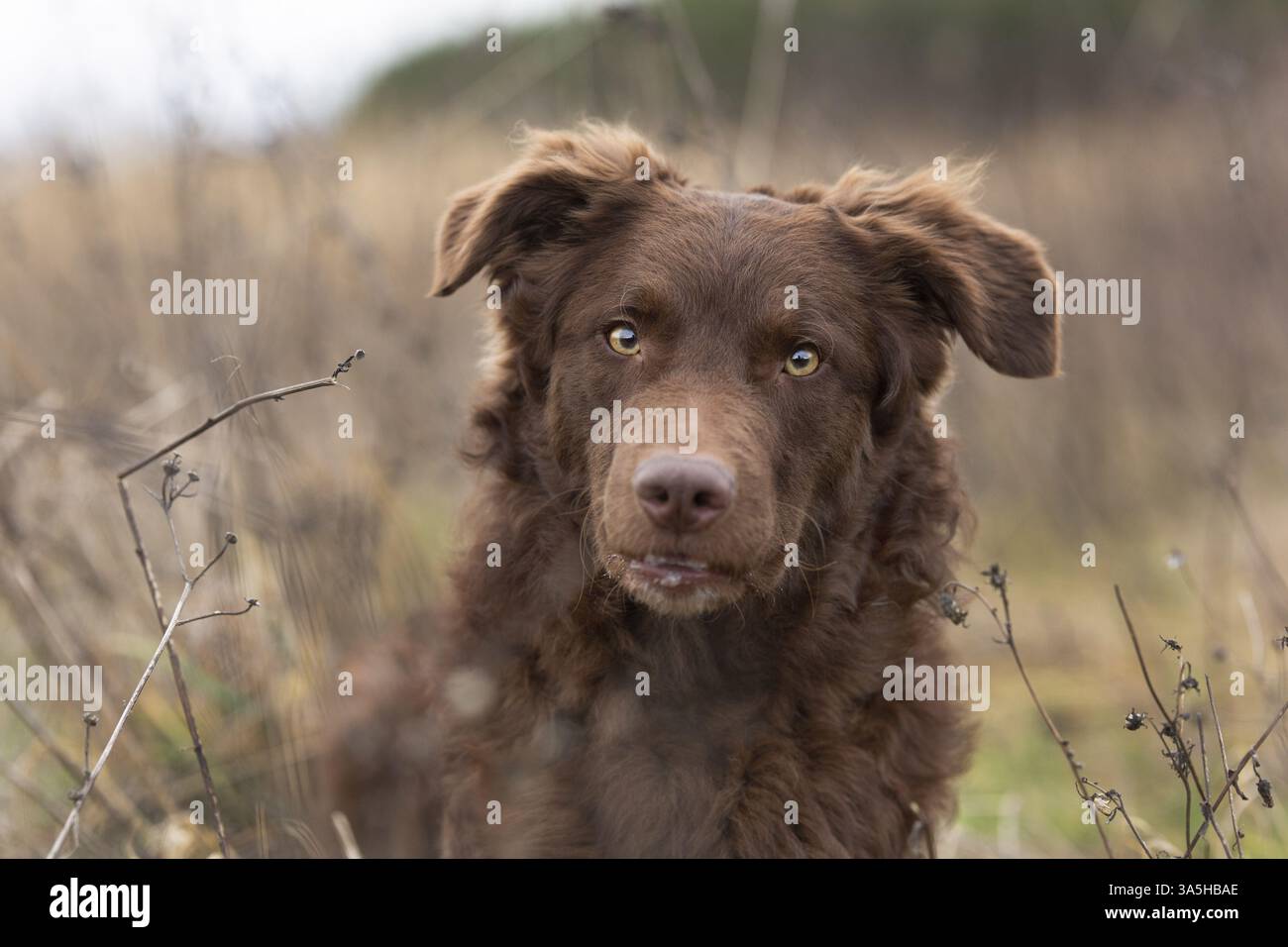 Old German Herding Shepherd southern kind Stock Photo - Alamy