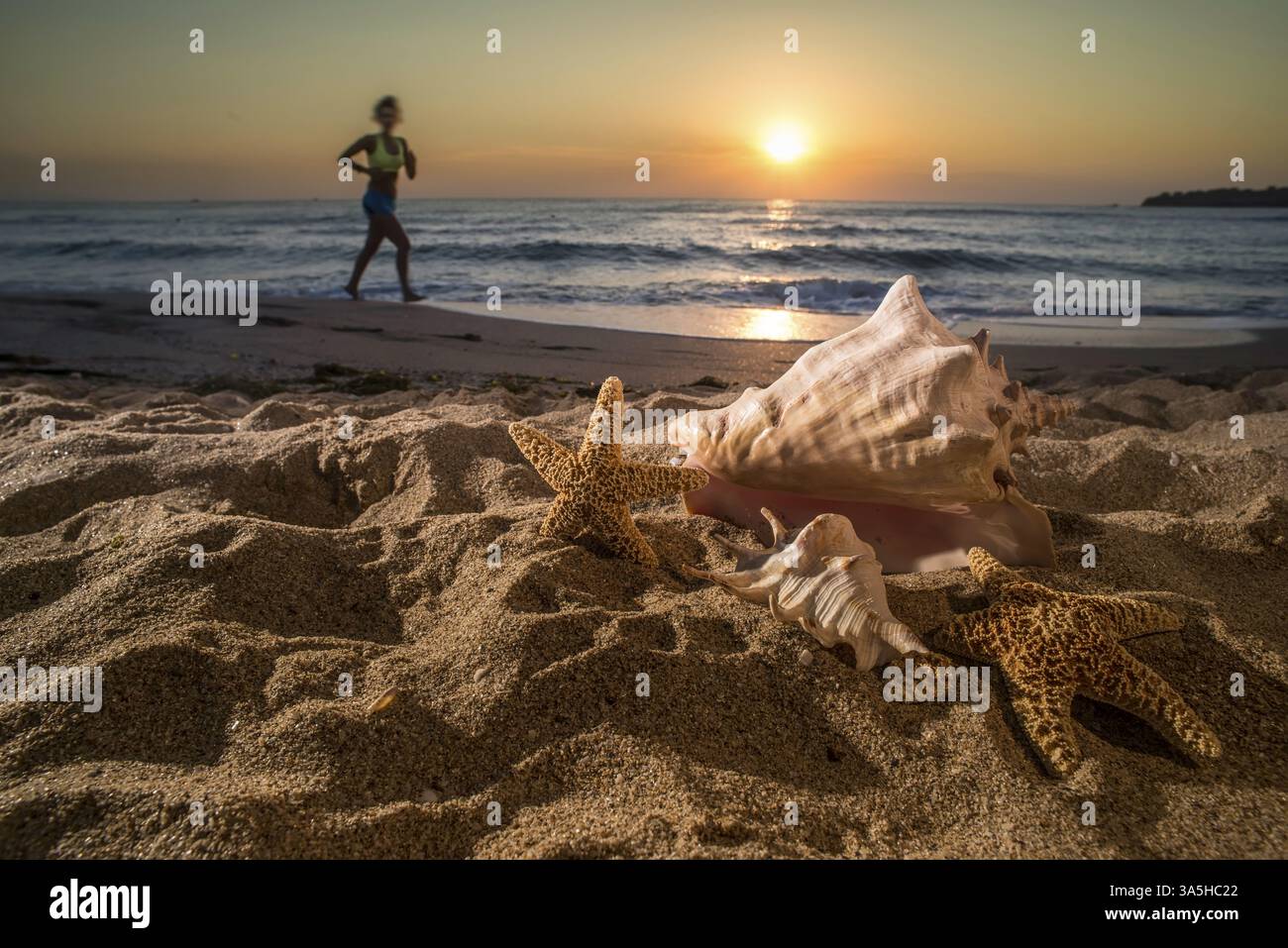 Closeup shot beach shells hi-res stock photography and images - Alamy