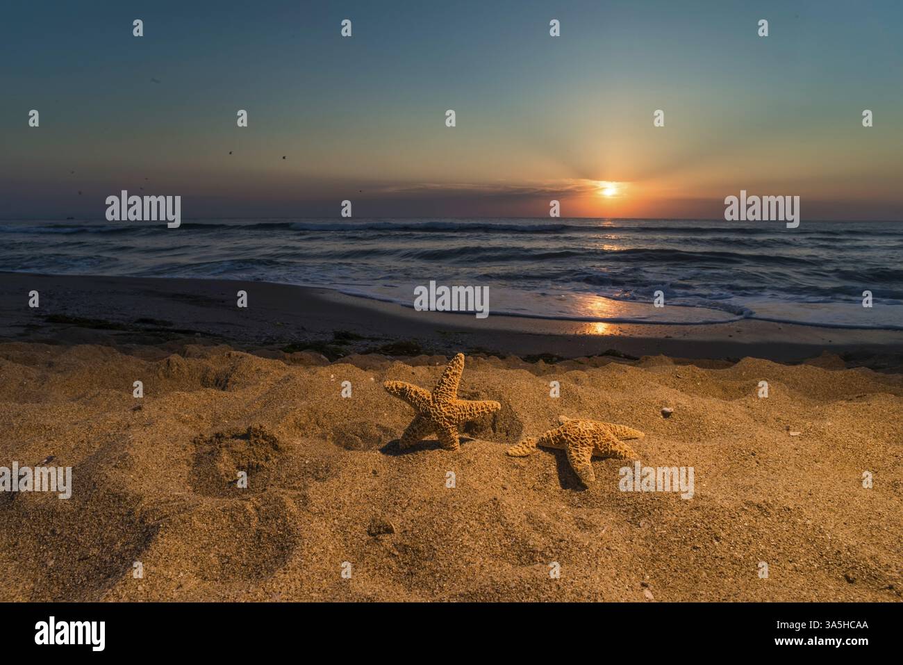 Sunrise on the beach. Shells in closeup Stock Photo - Alamy