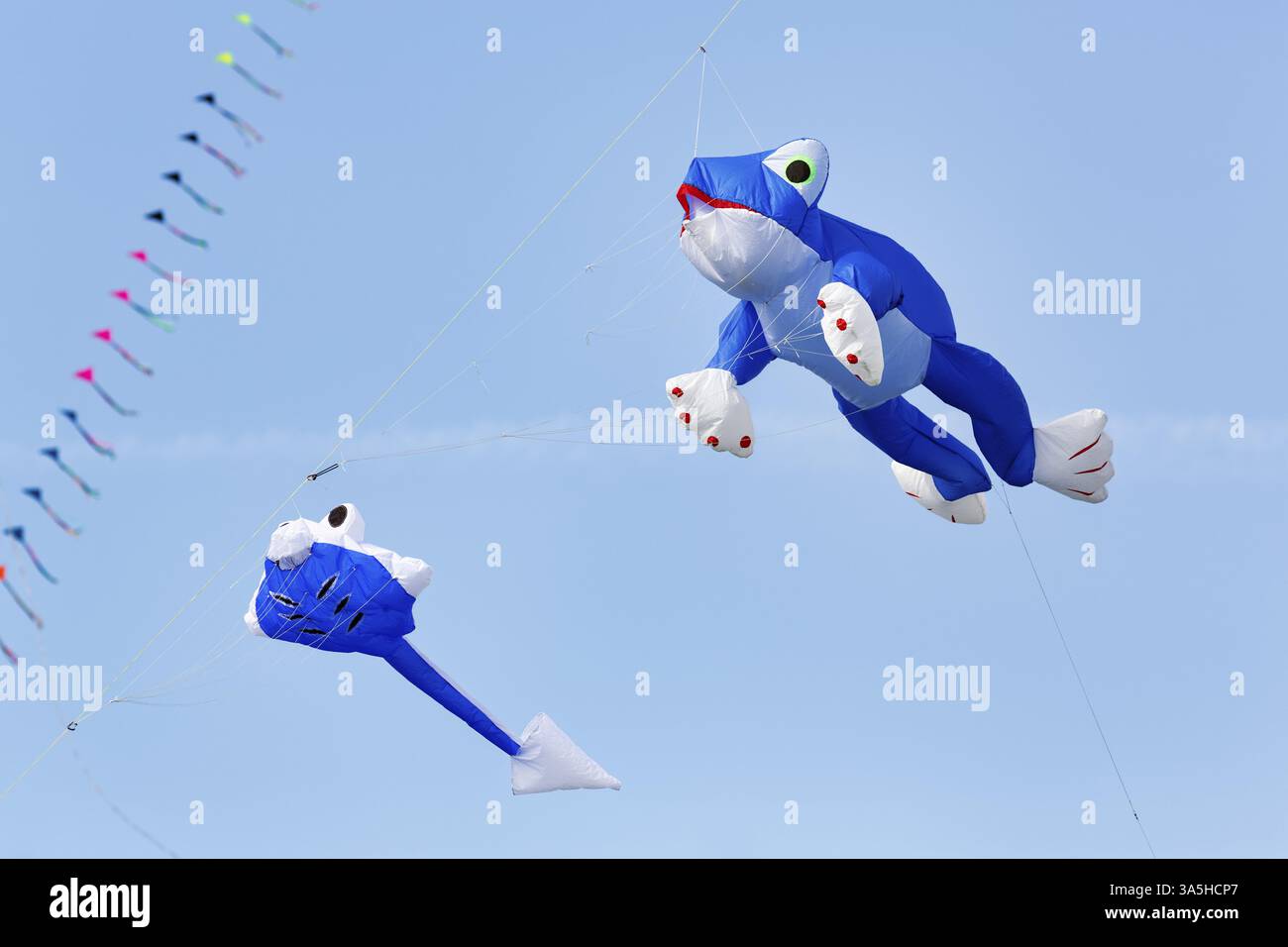 Two kites flying in the sky, blue frog and tadpole, kite festival in ...