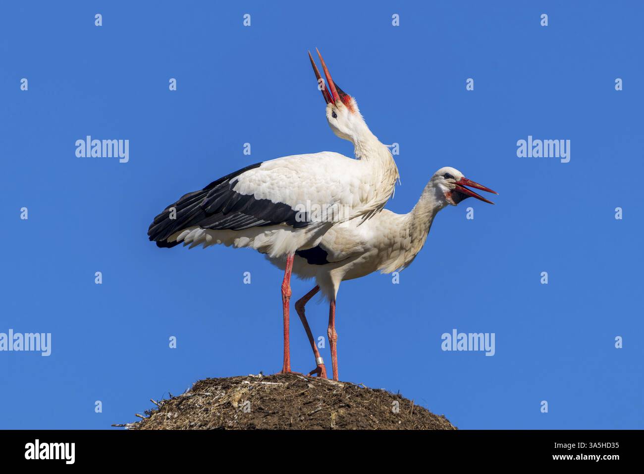 Two storks screaming on a nest in the sky under a blue background ...