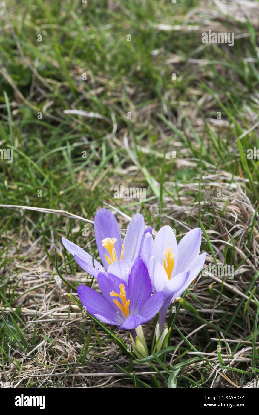 Close up blue crocus on sun light. Violet colours Stock Photo - Alamy