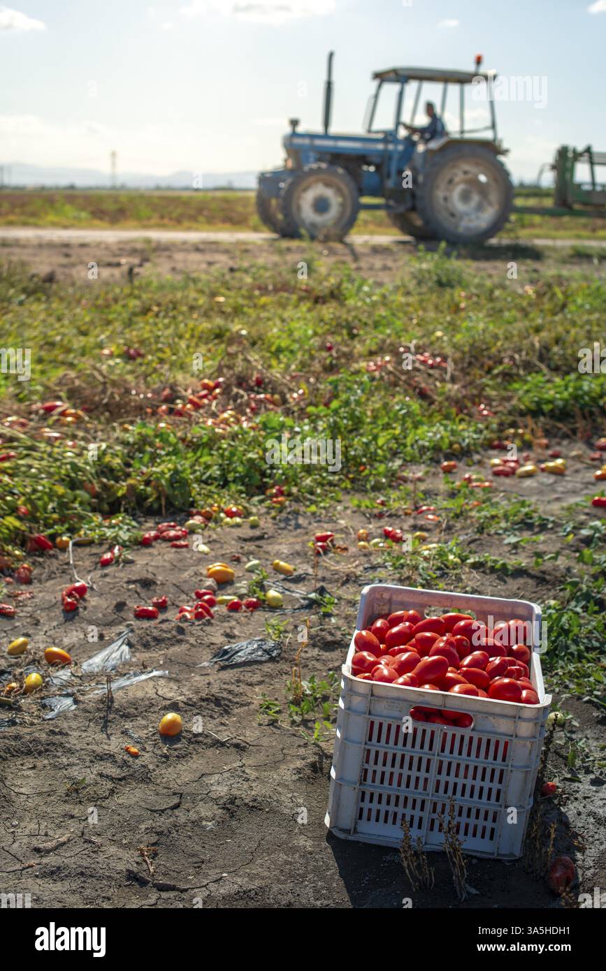 Farm tractor in tomato field hi-res stock photography and images - Alamy
