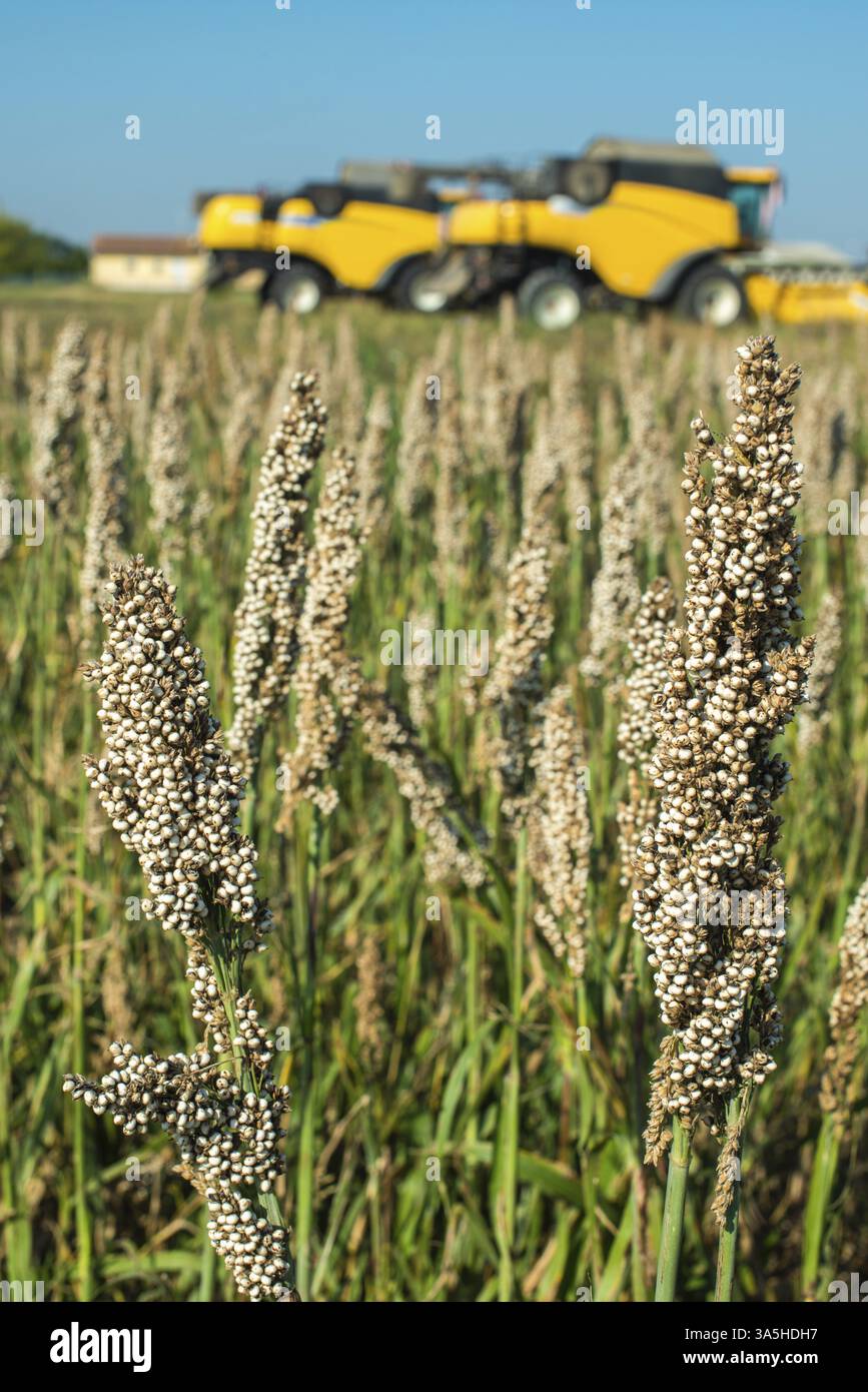 Harvester in Millet plantation. Bundles of millet seeds. Millet farm ...