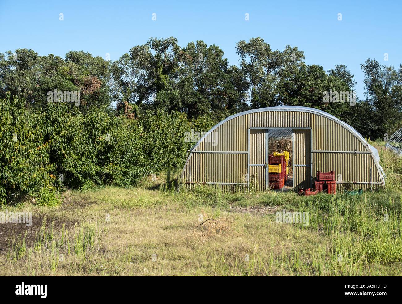 Greenhouse and many crates inside. Peach plantation Stock Photo - Alamy