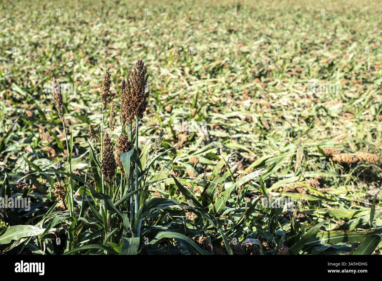 Millet plantations in the field. Bundles of millet seeds. Millet farm ...