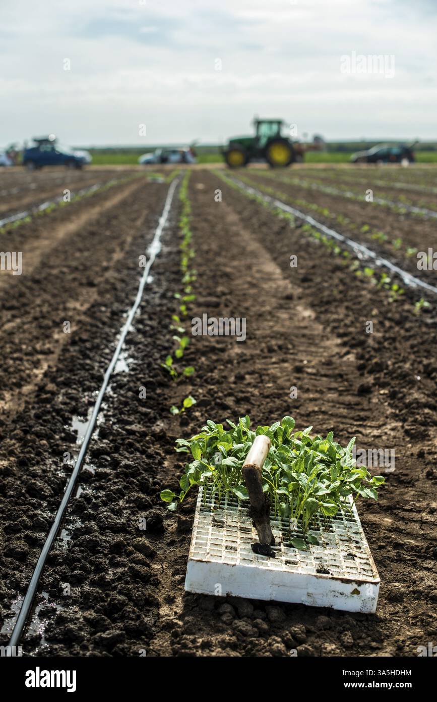 Seedlings in crates on the agriculture land. Planting new plants in ...