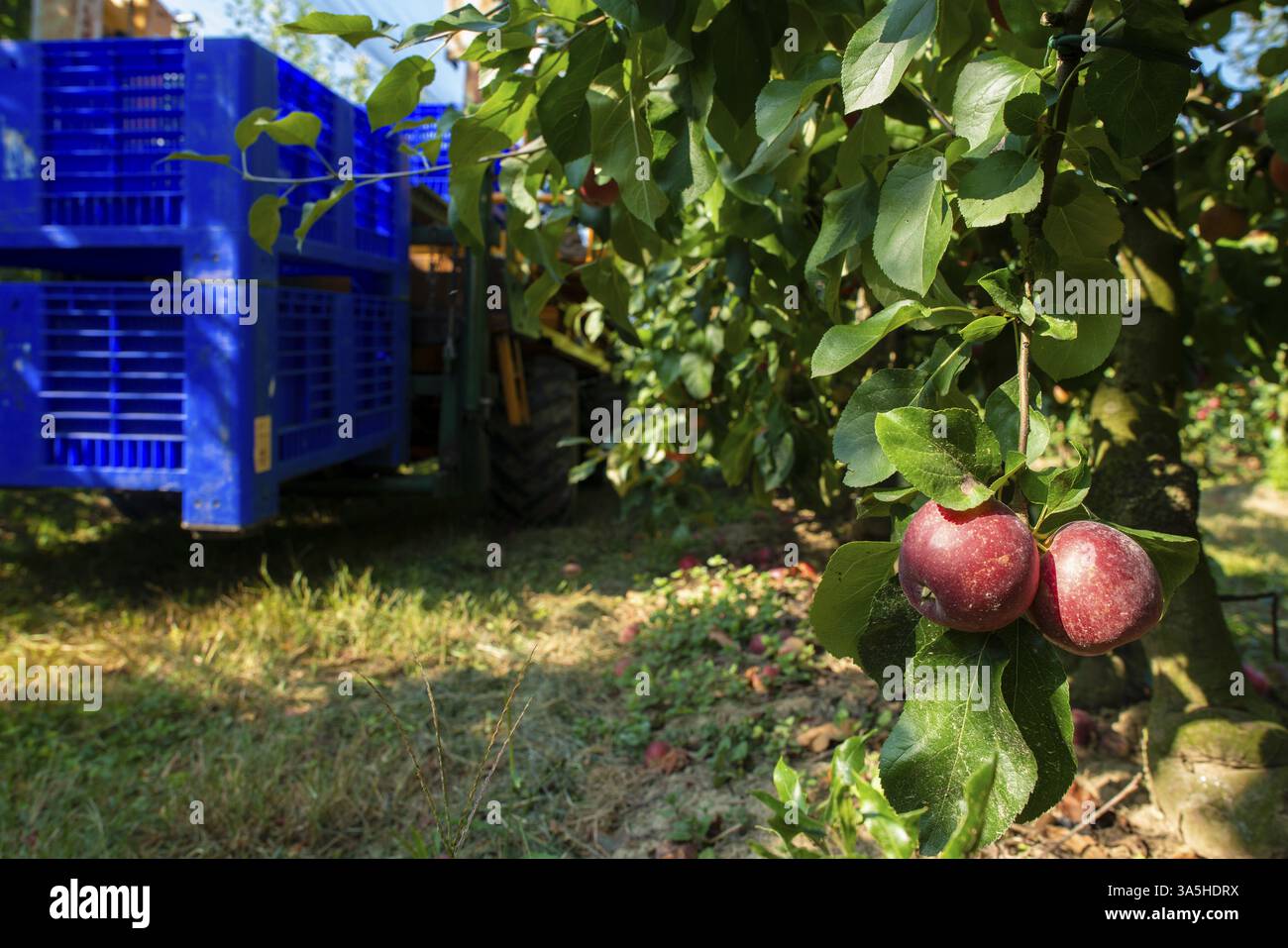 Harvest apples in big industrial apple orchard. Machine and crate for ...