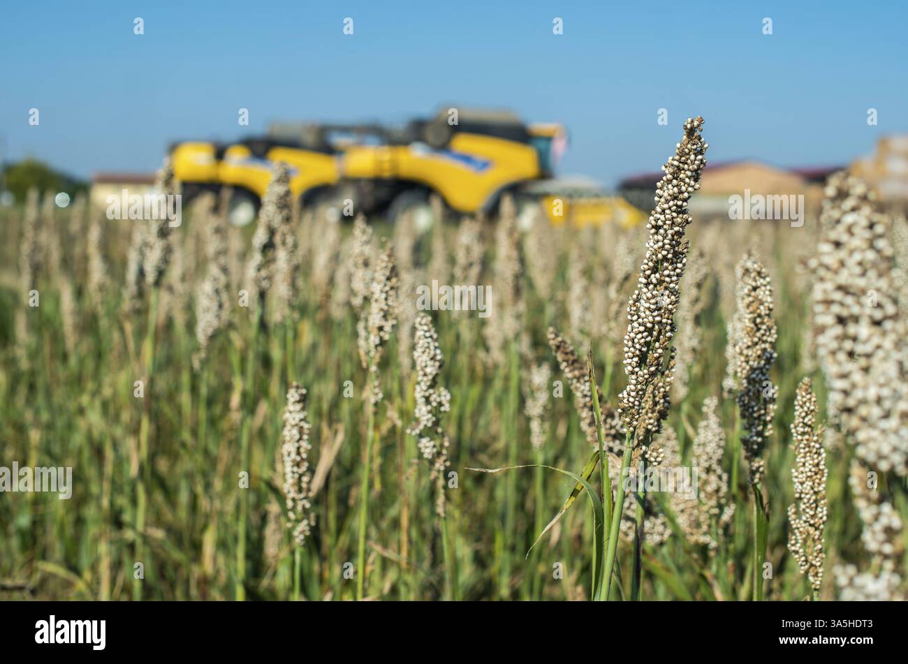 Harvester in Millet plantation. Bundles of millet seeds. Millet farm ...