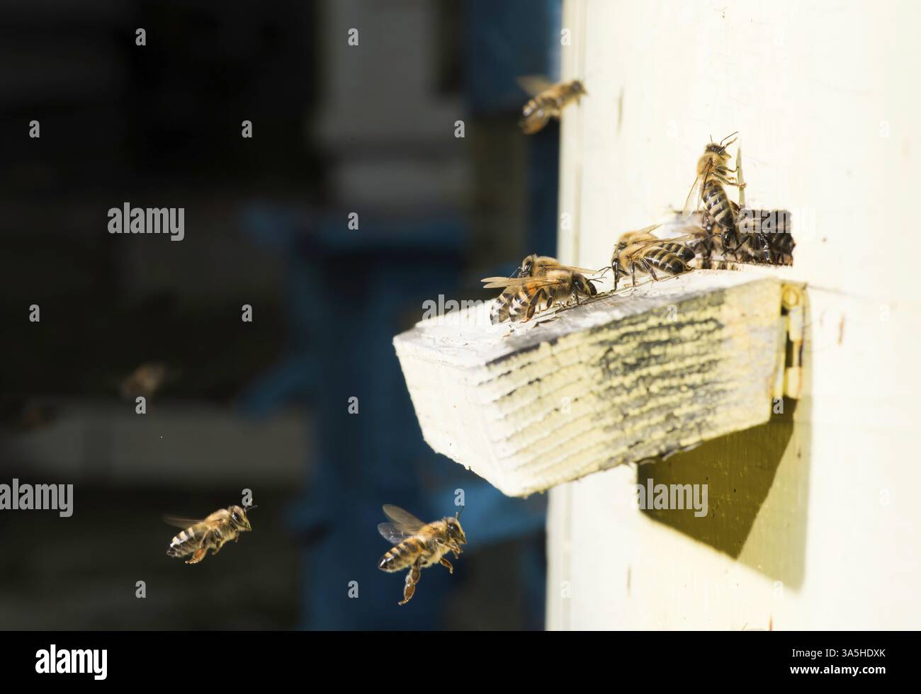 Bees entering the hive. White beehive Stock Photo - Alamy