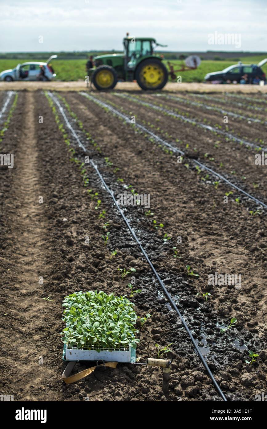 Seedlings in crates on the agriculture land. Planting new plants in ...